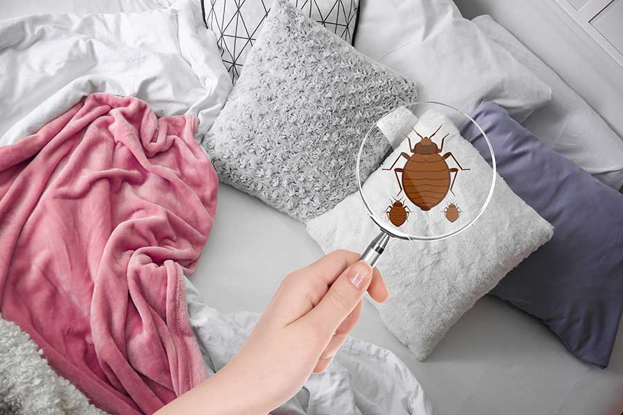 Learn More About Bed Bugs From Company City Bed Bug Control